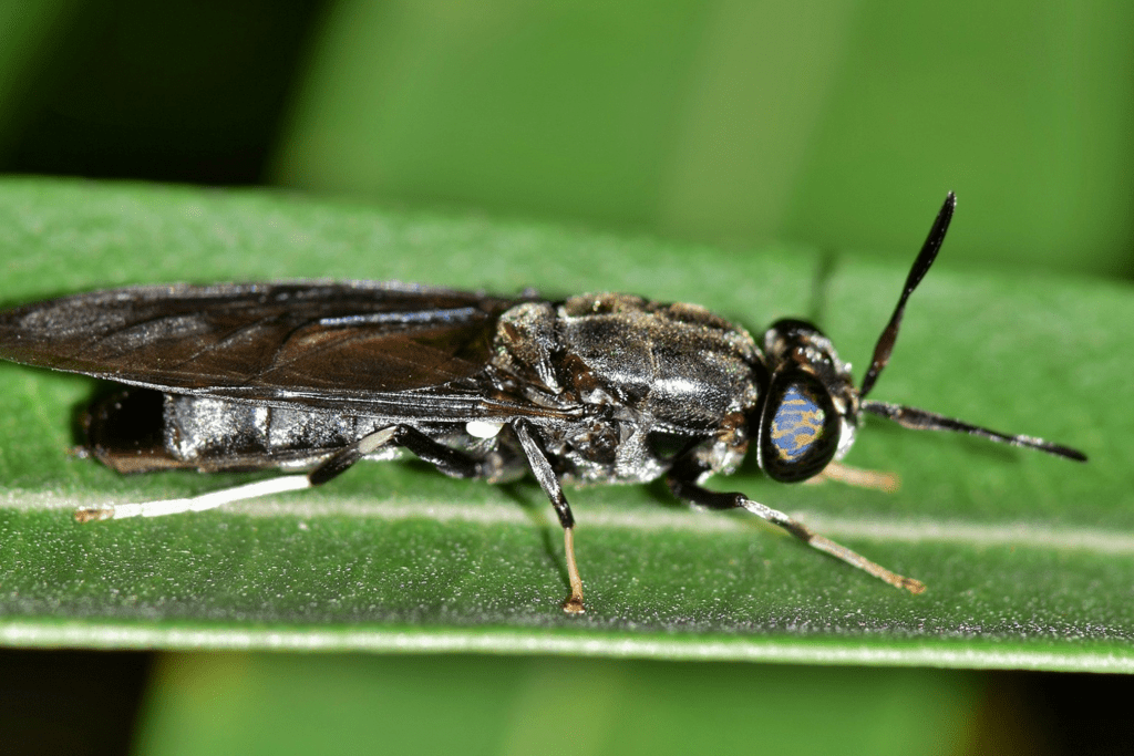 Black Soldier Fly Farming: Complete Guide to BSF Operations | Flybox®