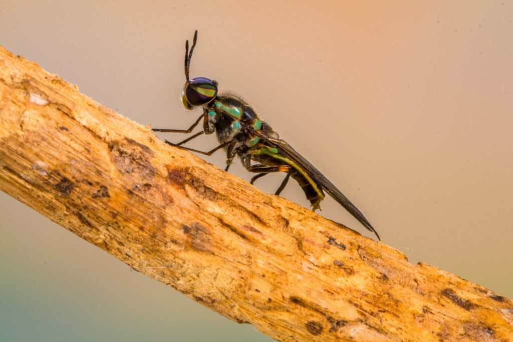 Insect Farming 101: How to Start, What It Costs & What to Expect | Flybox®