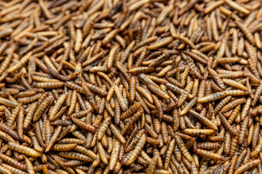 Black Soldier Fly Frass: What It Is & Why It's Worth Money | Flybox®
